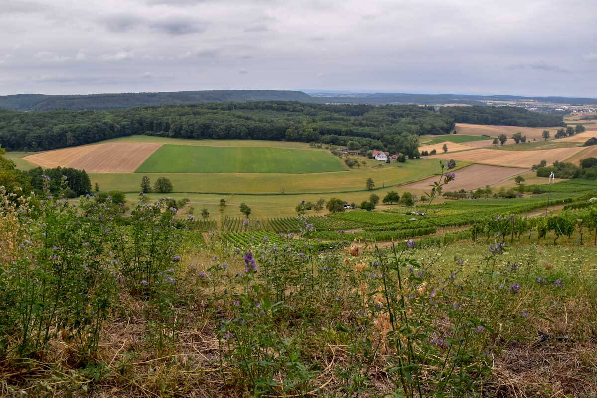 Badischer Weinradweg: E-Bike Tour durch den Kraichgau in Baden ...